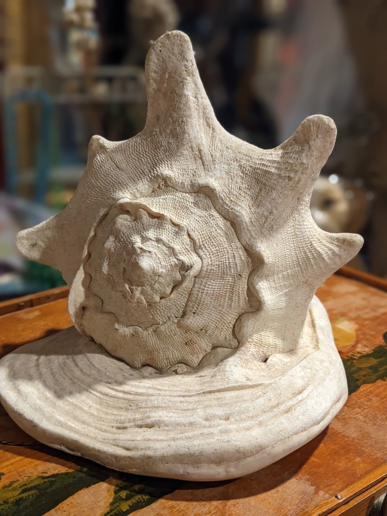 Queen Helmet Conch Shell Vintage // Home Decor - Etsy