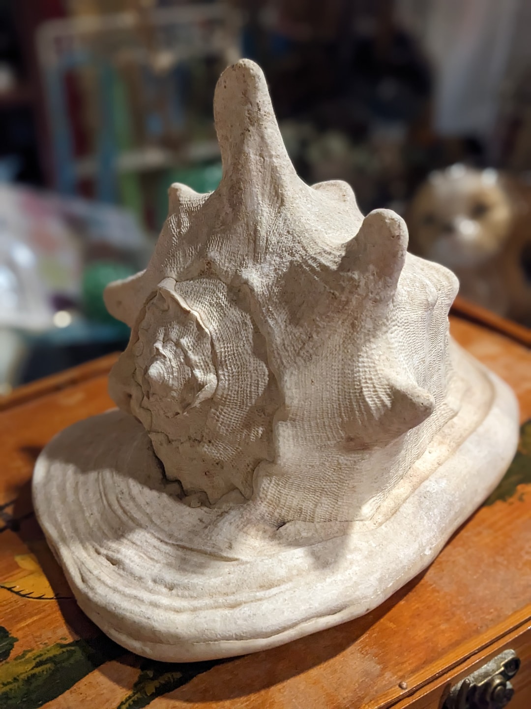 Queen Helmet Conch Shell Vintage // Home Decor - Etsy