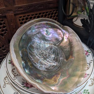 Vintage Big Mother-of-pearl Purple Sea Shell, Large Rare Shell, Mother ...