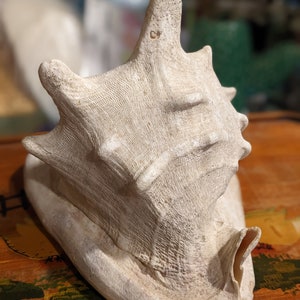 Queen Helmet Conch Shell Vintage // Home Decor - Etsy