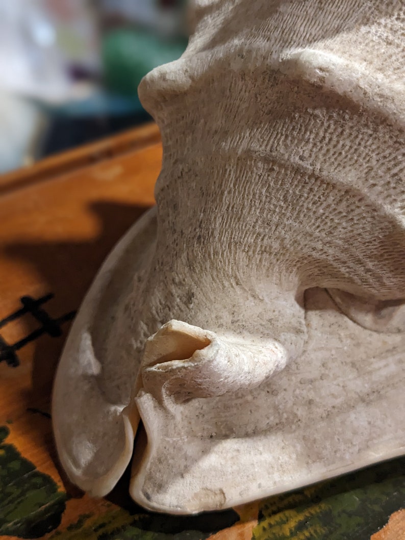 Queen Helmet Conch Shell Vintage // Home Decor - Etsy