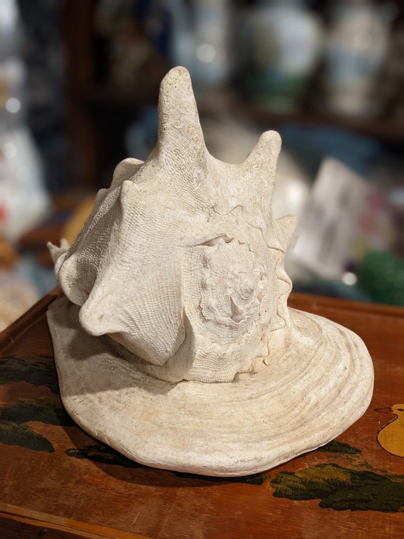 Queen Helmet Conch Shell Vintage // Home Decor - Etsy