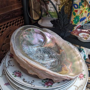 Vintage Big Mother-of-pearl Purple Sea Shell, Large Rare Shell, Mother ...