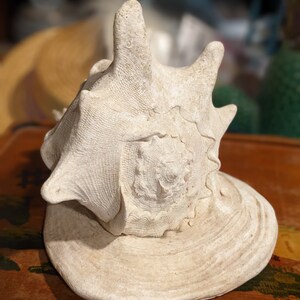 Queen Helmet Conch Shell Vintage // Home Decor - Etsy