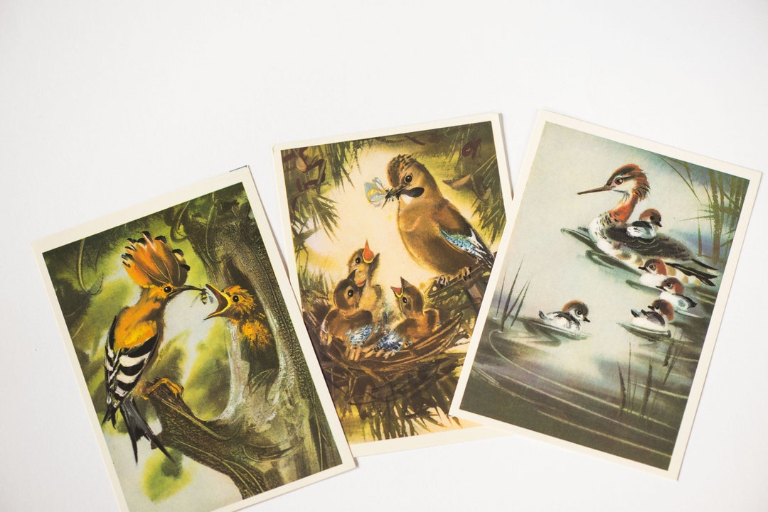 Soviet Vintage Wild Birds Postcards Set 3. Knowledge of Birds Nature ...