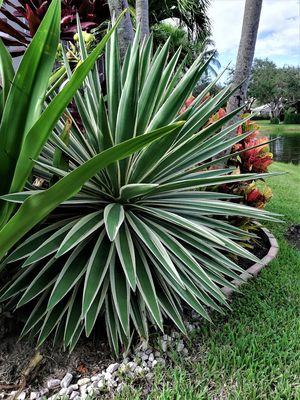 Striking AGAVE MARGINATA Plants Lot of 3 Plants - Etsy