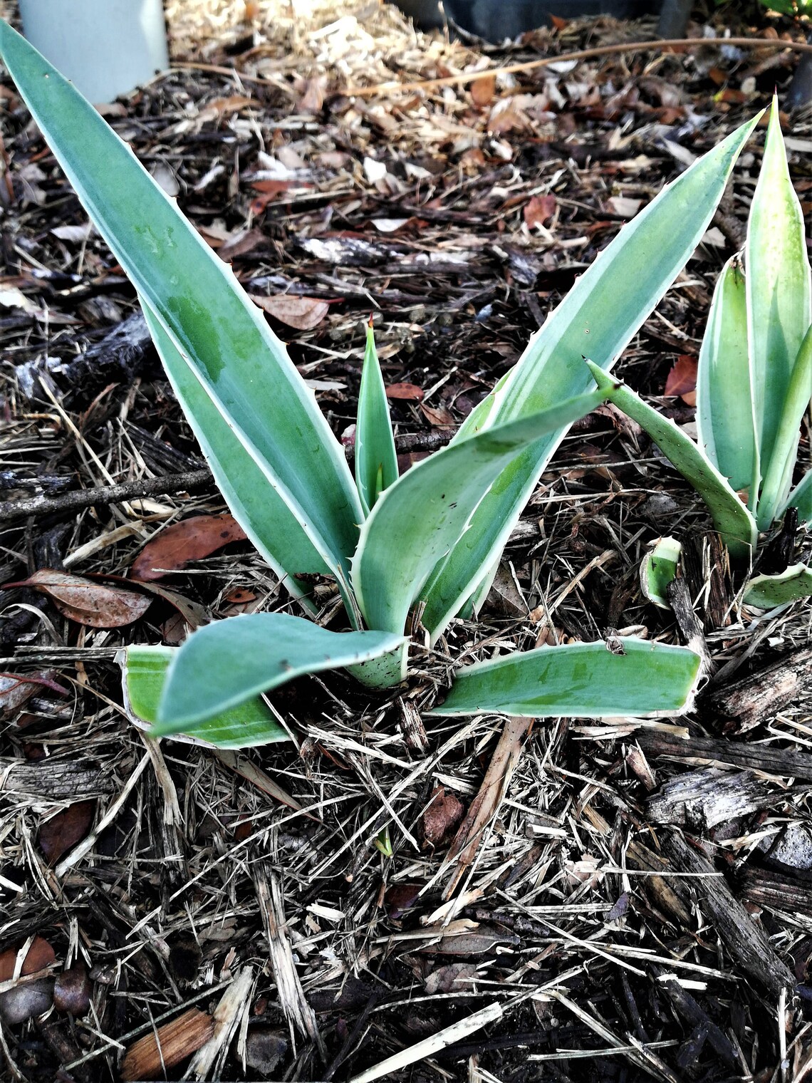 Striking AGAVE MARGINATA Plants Lot of 3 Plants - Etsy