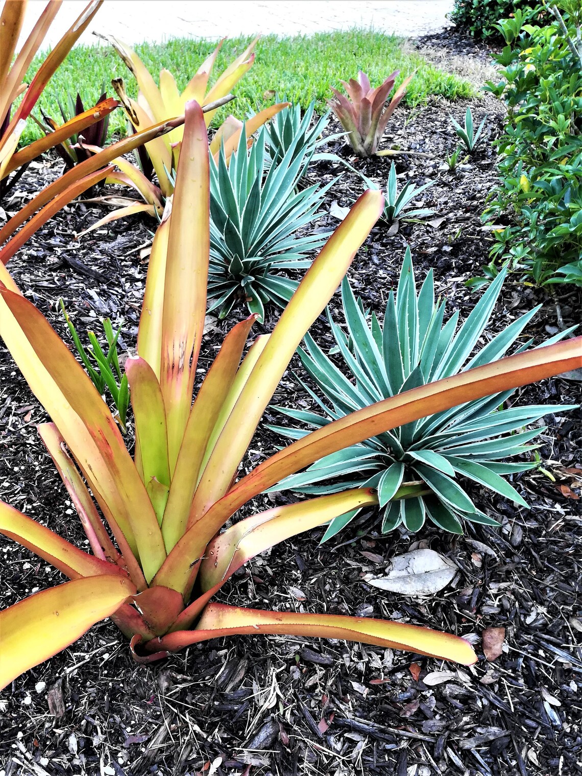 Striking AGAVE MARGINATA Plants Lot of 3 Plants - Etsy