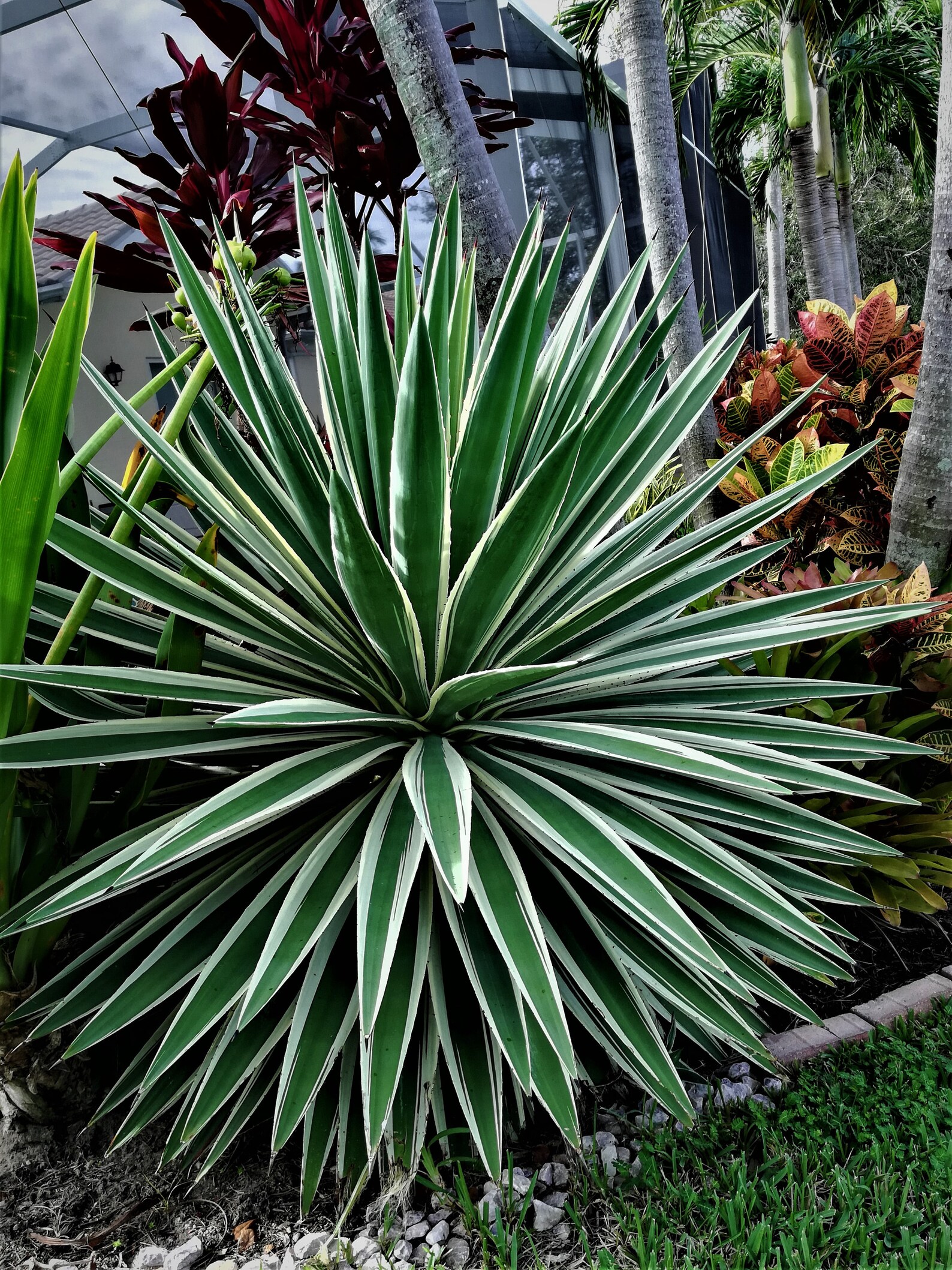 Striking AGAVE MARGINATA Plants Lot of 3 Plants - Etsy