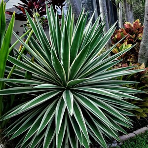 Striking AGAVE MARGINATA Plants Lot of 3 Plants - Etsy