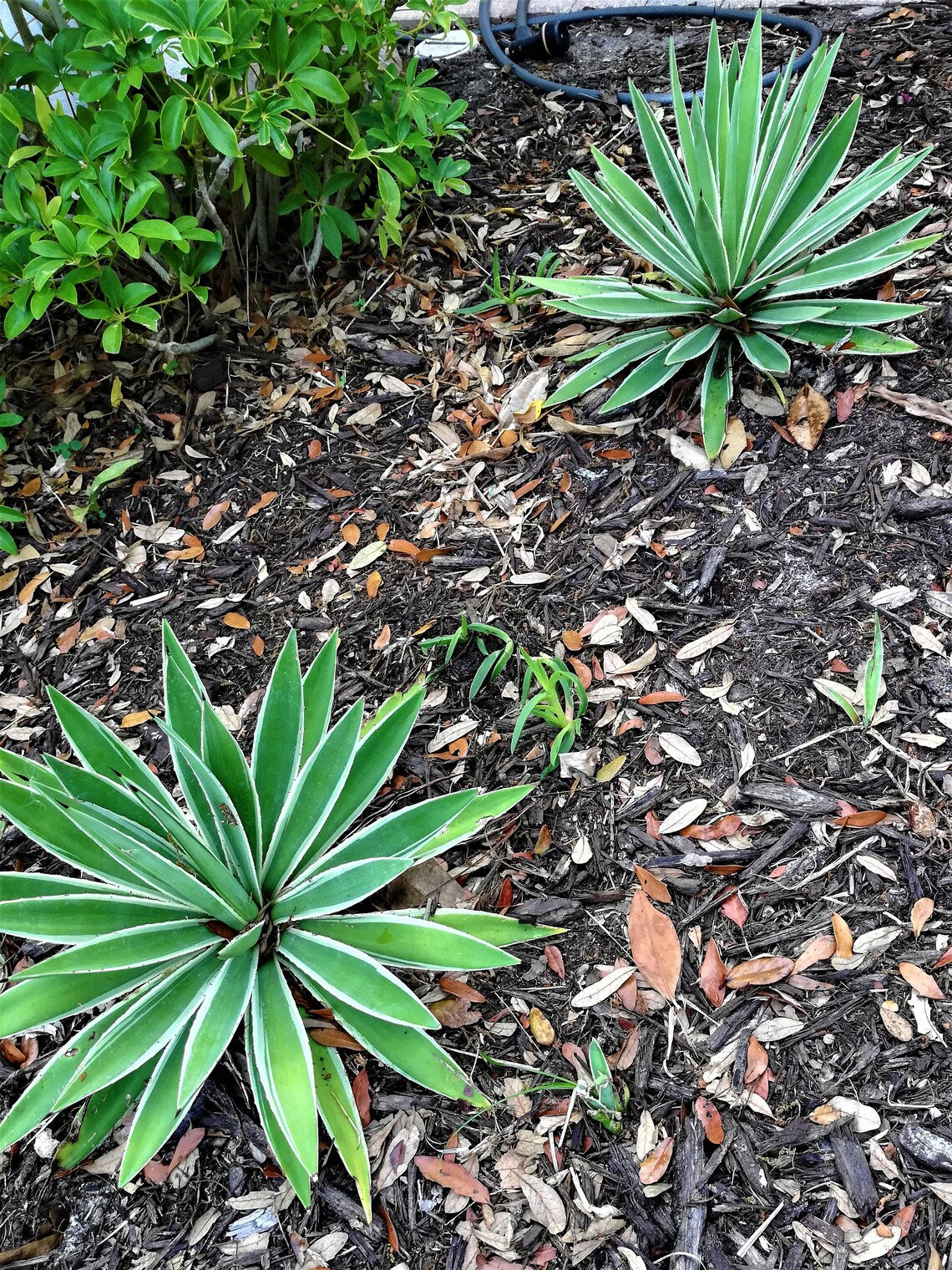 Striking AGAVE MARGINATA Plants Lot of 3 Plants - Etsy