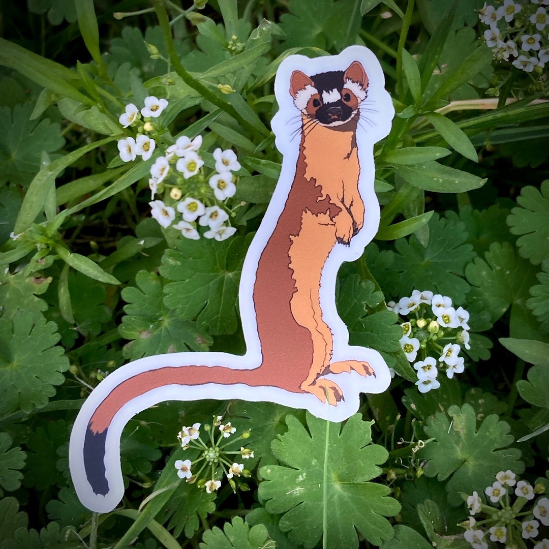 Long-tailed Weasel Sticker, Nature, Joy, Playful, Hunter, Mammal ...