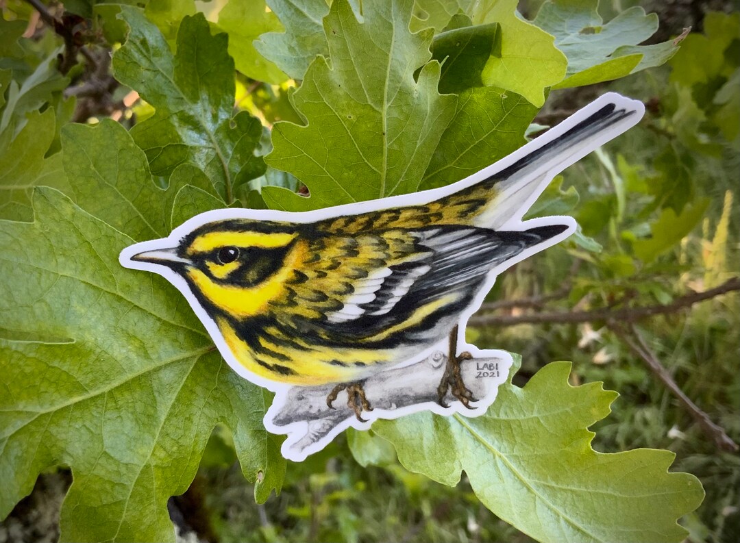 Townsend’s Warbler Sticker, Vinyl, Waterproof, Uv Resistant, 3.5 ...