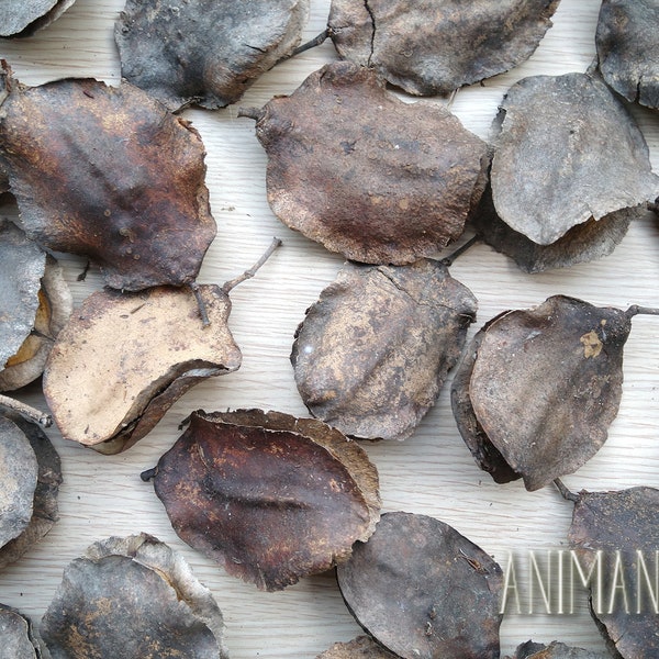 Jacaranda Seed Pod - Etsy