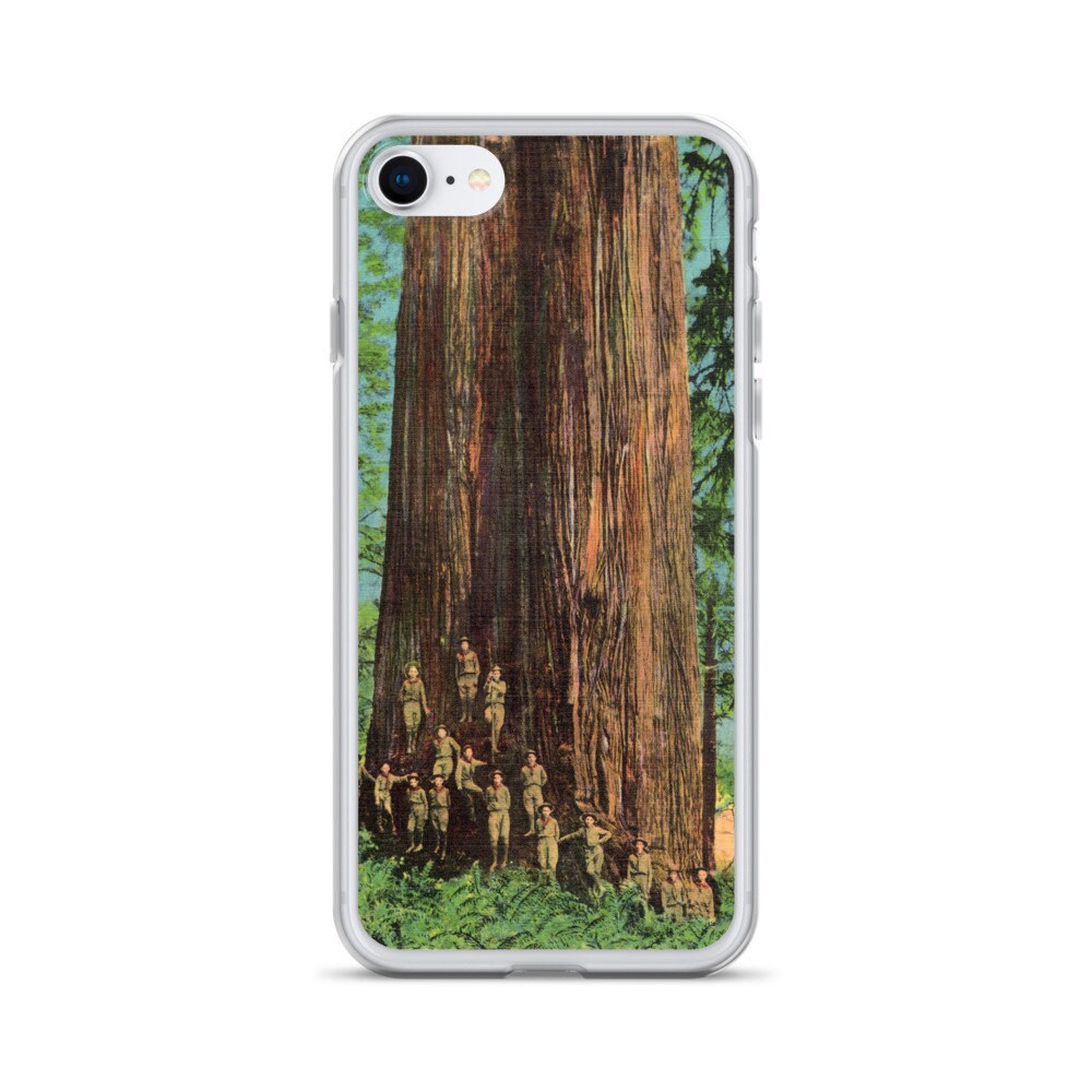 Wonderful Vintage Redwood Tree Illustration Giant Old Growth Tree ...
