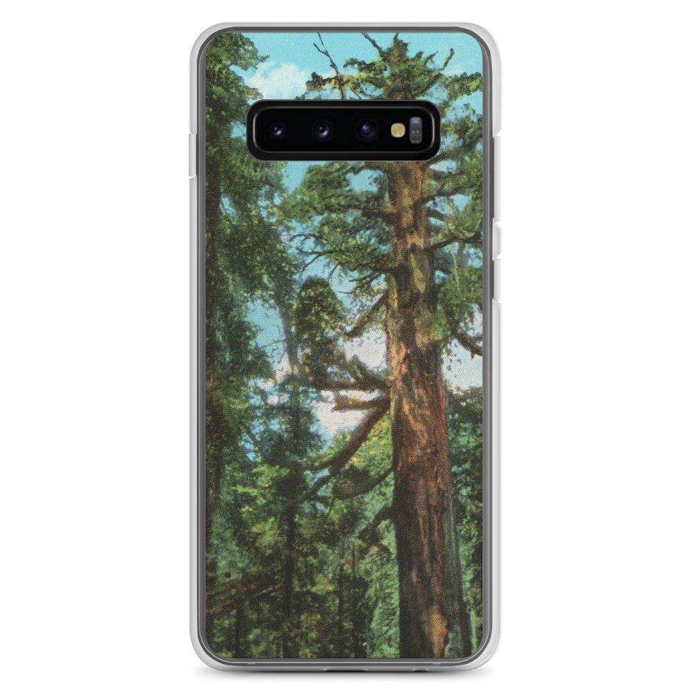 Wonderful Vintage Redwood Tree Illustration Giant Old Growth Tree ...