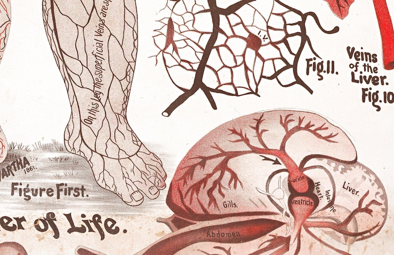 Vintage Circulatory System Chart, The River of Life, Anatomy Print ...