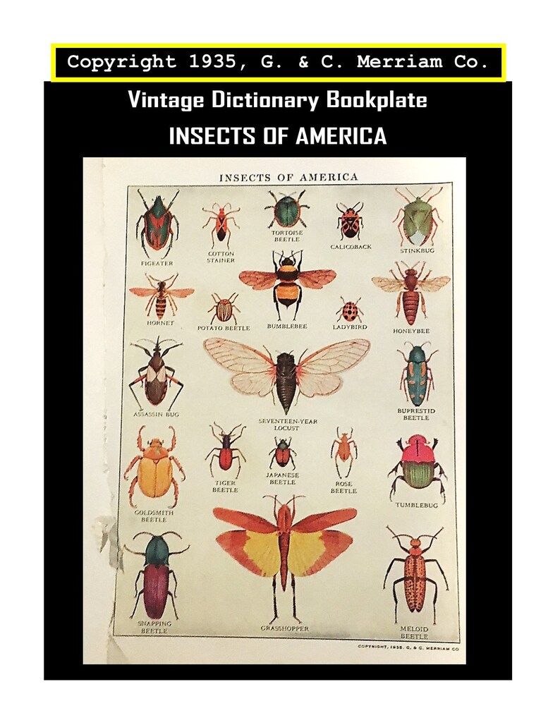 Vintage Insects 1930's Dictionary Picture Bookplate - Etsy