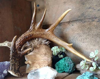 Deer antler shelf | Etsy