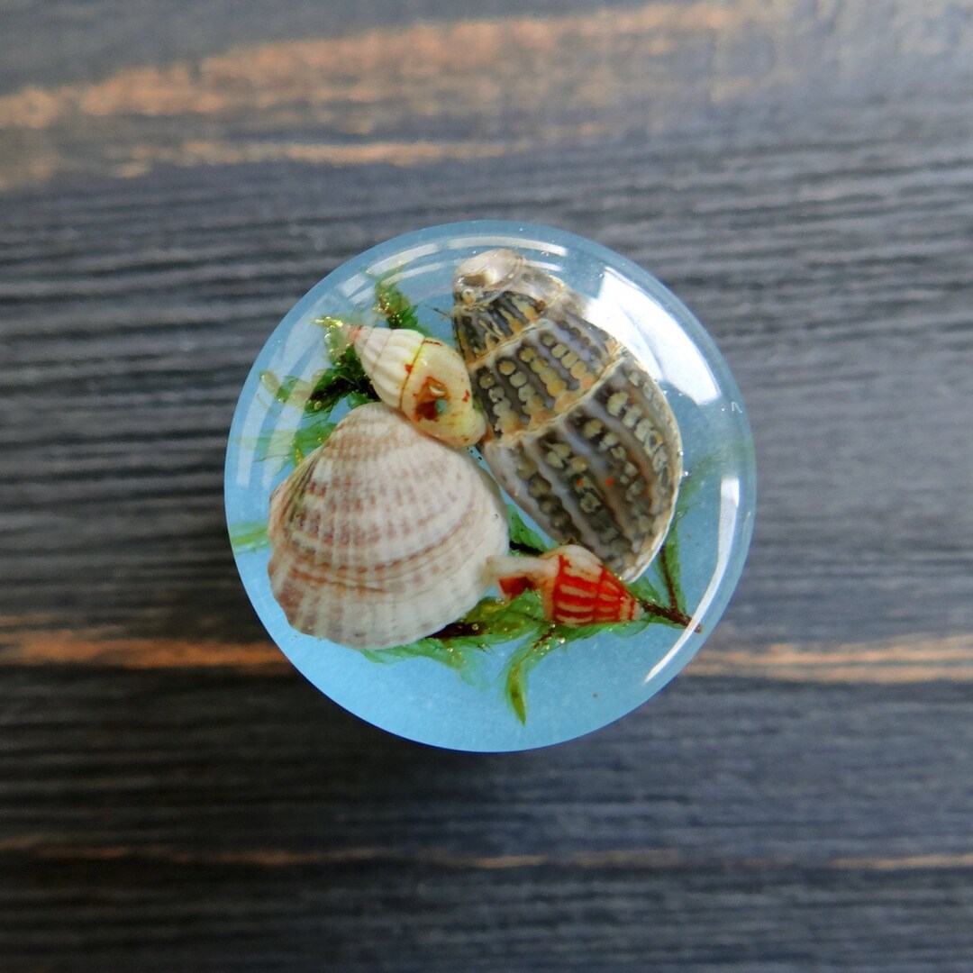 Glow in the Dark Plugs, Ocean Shell Terrarium Gauges, Sea Resin Tunnels ...