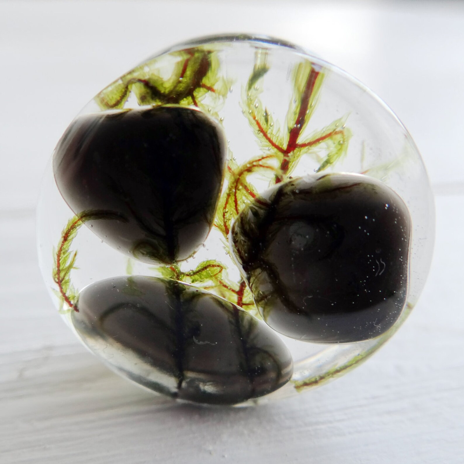 Obsidian Plugs Gauges Genuine Stone Plugs 00g Onyx Plugs and | Etsy