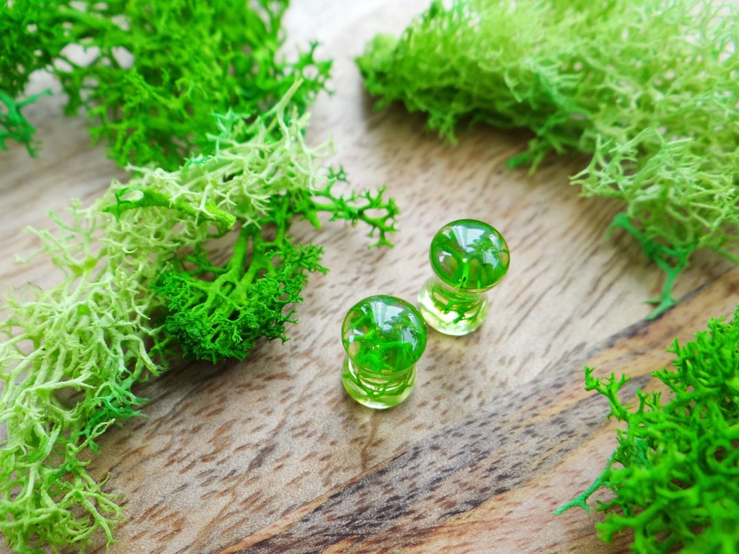Green Lichen Plugs for Ears Moss Gauges Neon Green Earrings Mens ...