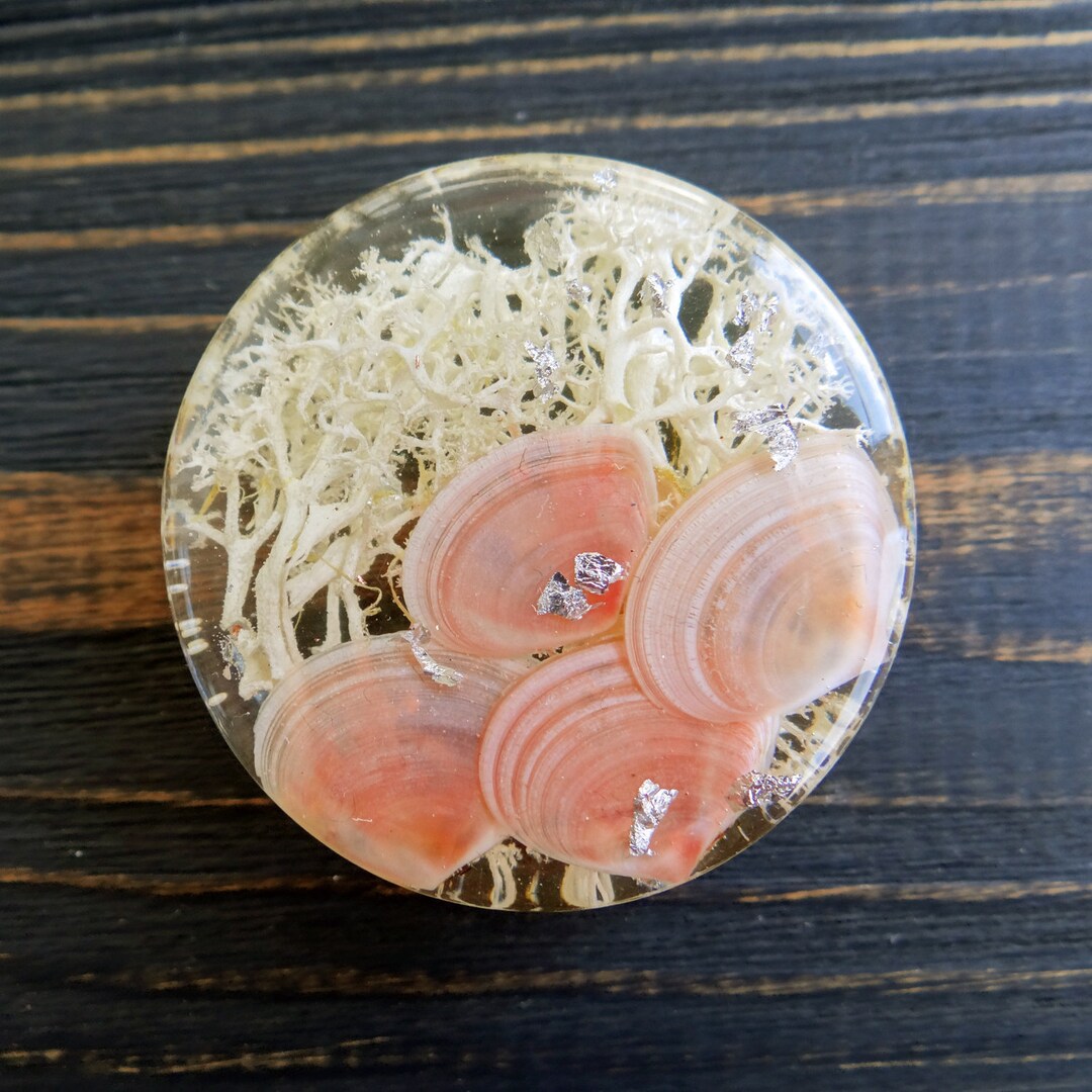 Seashell Resin Plug Earrings Salmon Pink Tunnels Wedding Gauges Shell ...