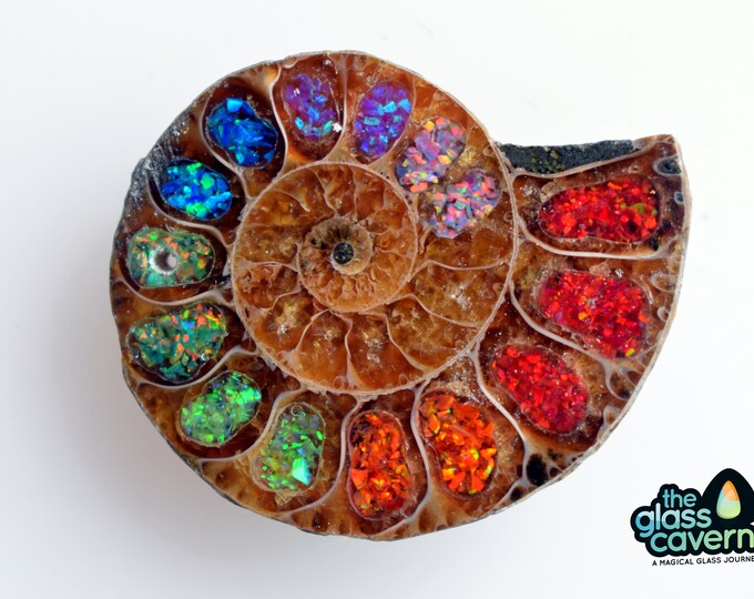 Opalized Ammonite / Fire Ammonite / Ammonite Specimen / Polished ...