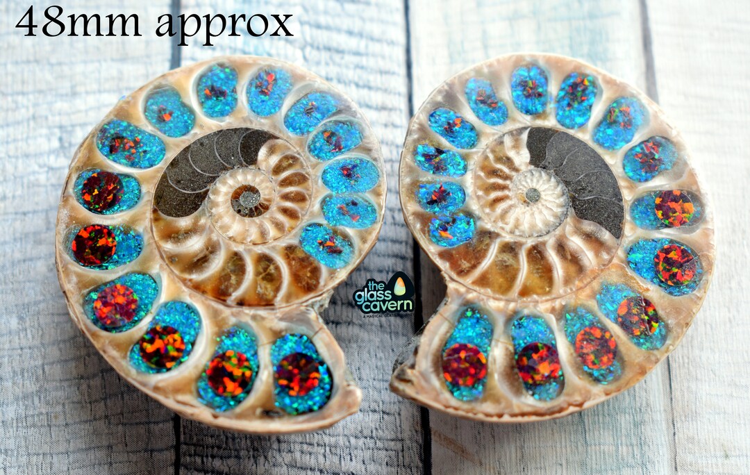 48mm Pair of Bello Opal Inlayed Ammonite, Blue With 4mm Opal Cabs - Etsy