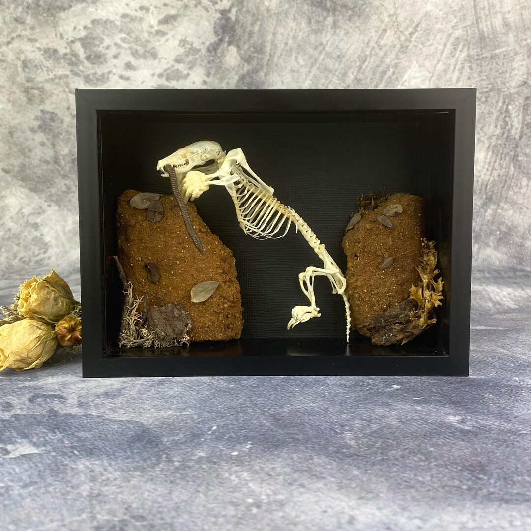 Mole Skeleton Diorama Frame - Etsy
