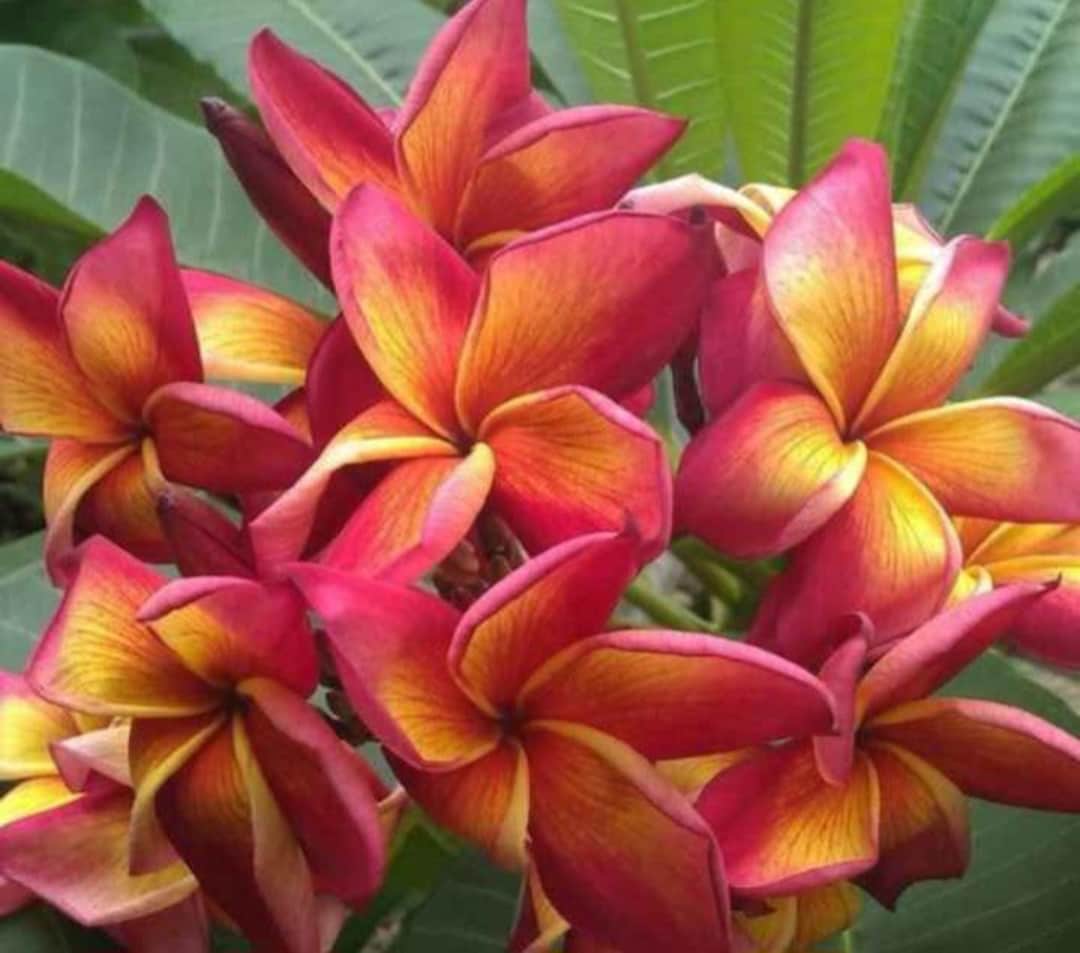 15"+ Jean Moragne Plumeria Cutting Red Orange Yellow - Etsy