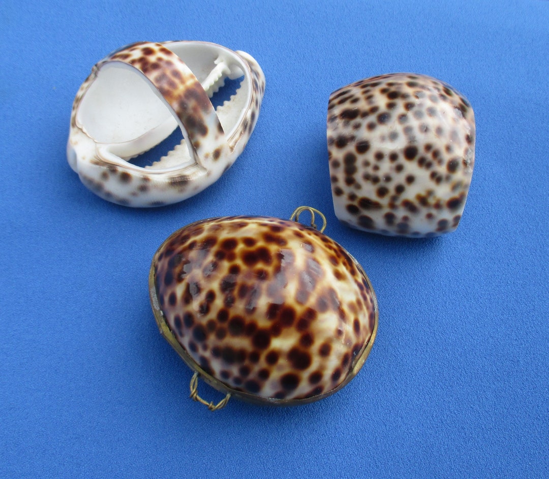 Tiger Cowrie Shell Collection - Etsy