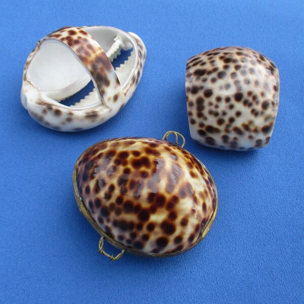 Cowrie Shells - Etsy