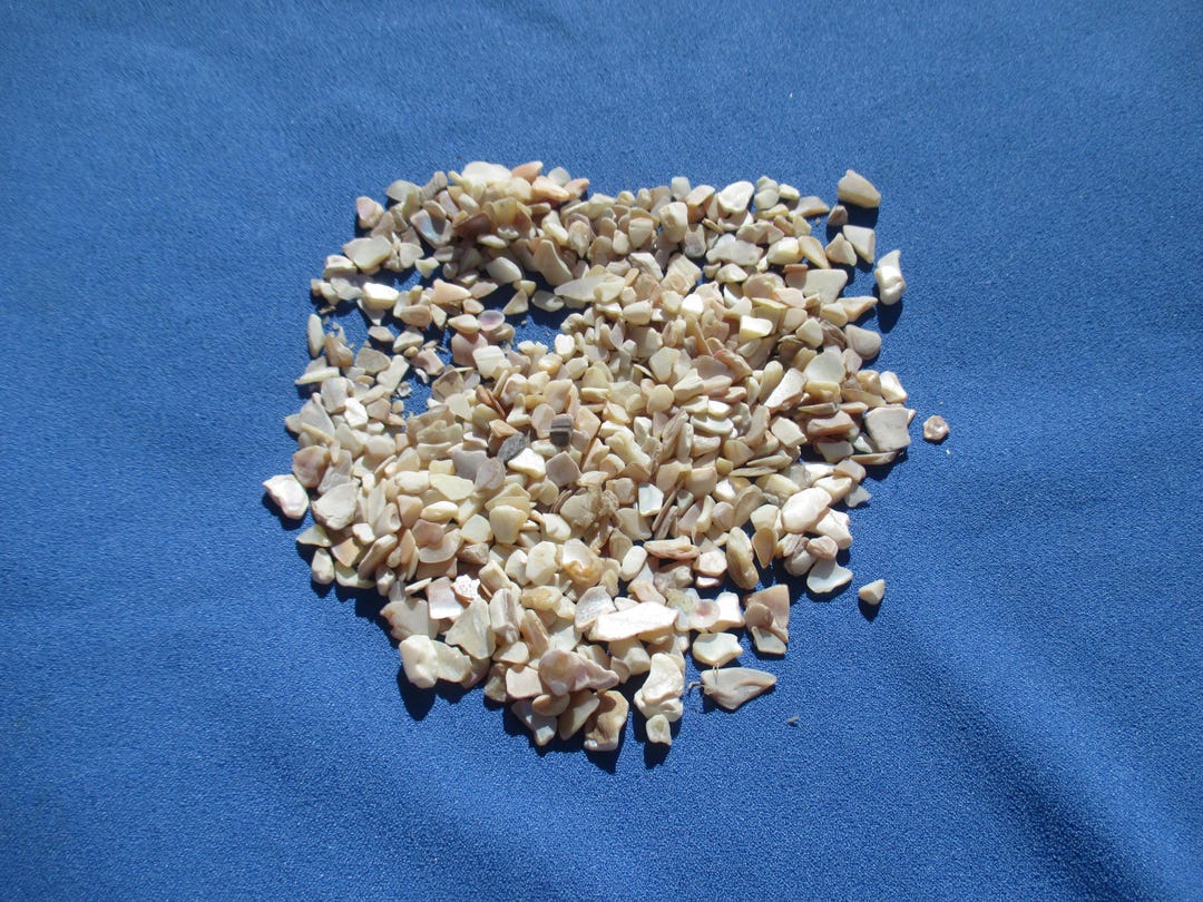 Lot of Shell Chips - Etsy