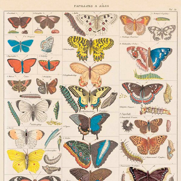 Butterfly Vintage Poster - Etsy