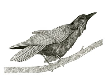 Juniper With a Black Raven Perched on Her Head, Colour Art Print ...