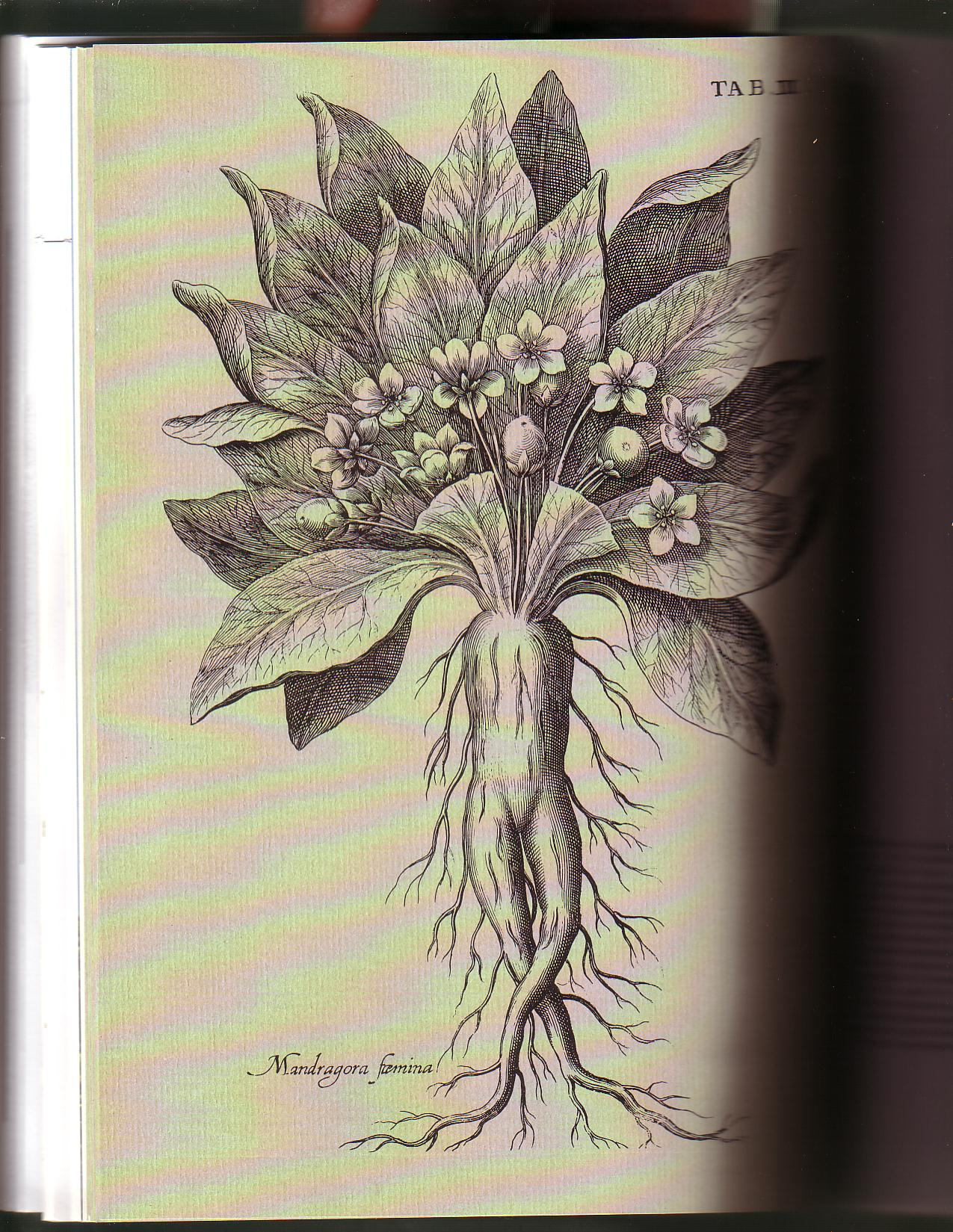 Plants of the Gods: Their Sacred Healing and Hallucinogenic - Etsy