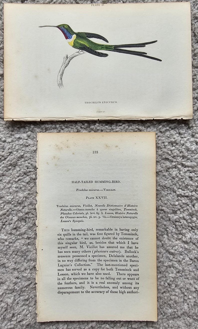 1833 Hand Colored Hummingbird Ornithology Steel Engraved Book Plate ...