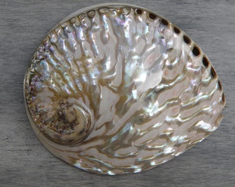 Abalone shell | Etsy