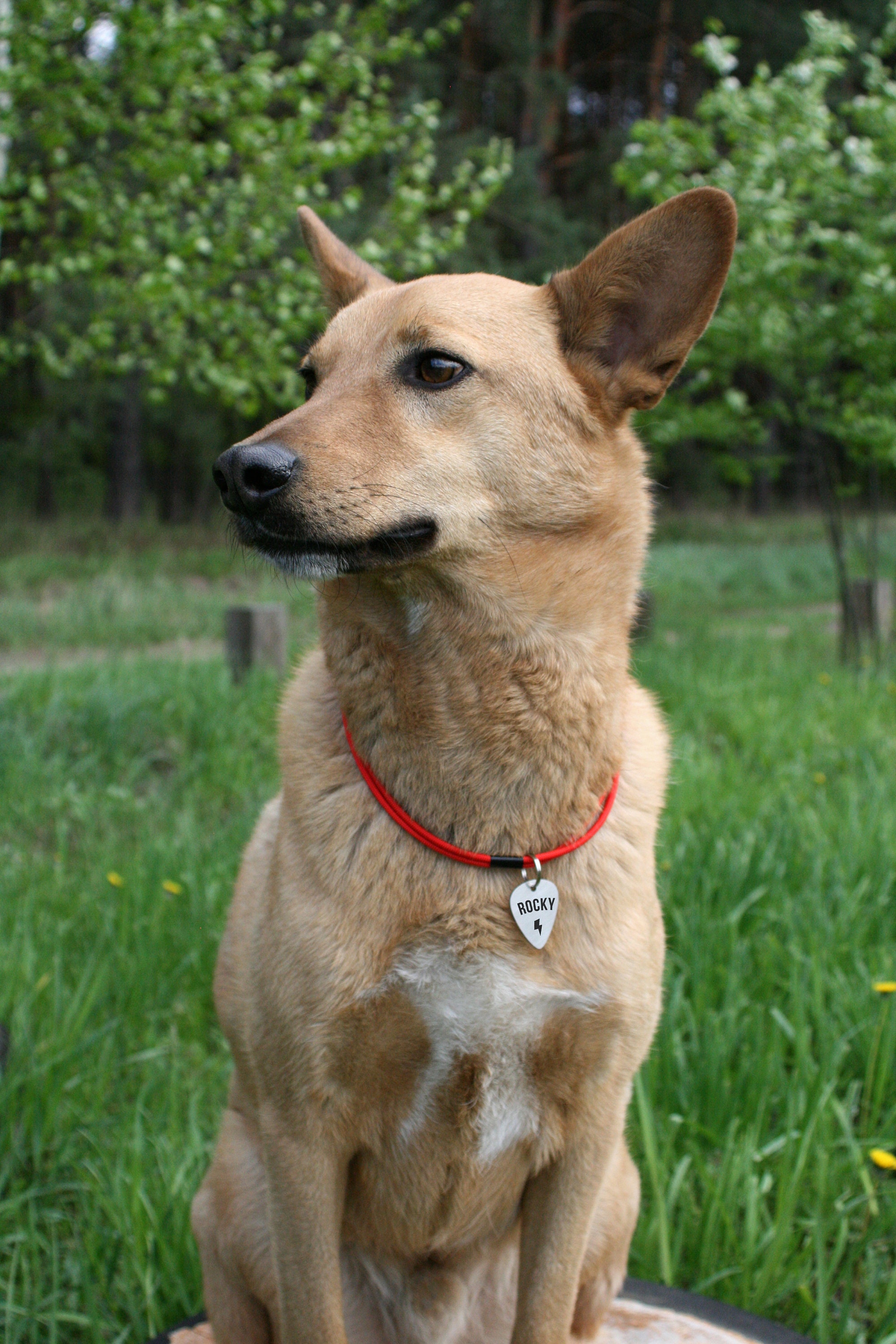 Plectrum Dog Tag Guitar Pick Id Tag Musician Pet Tag Rock | Etsy
