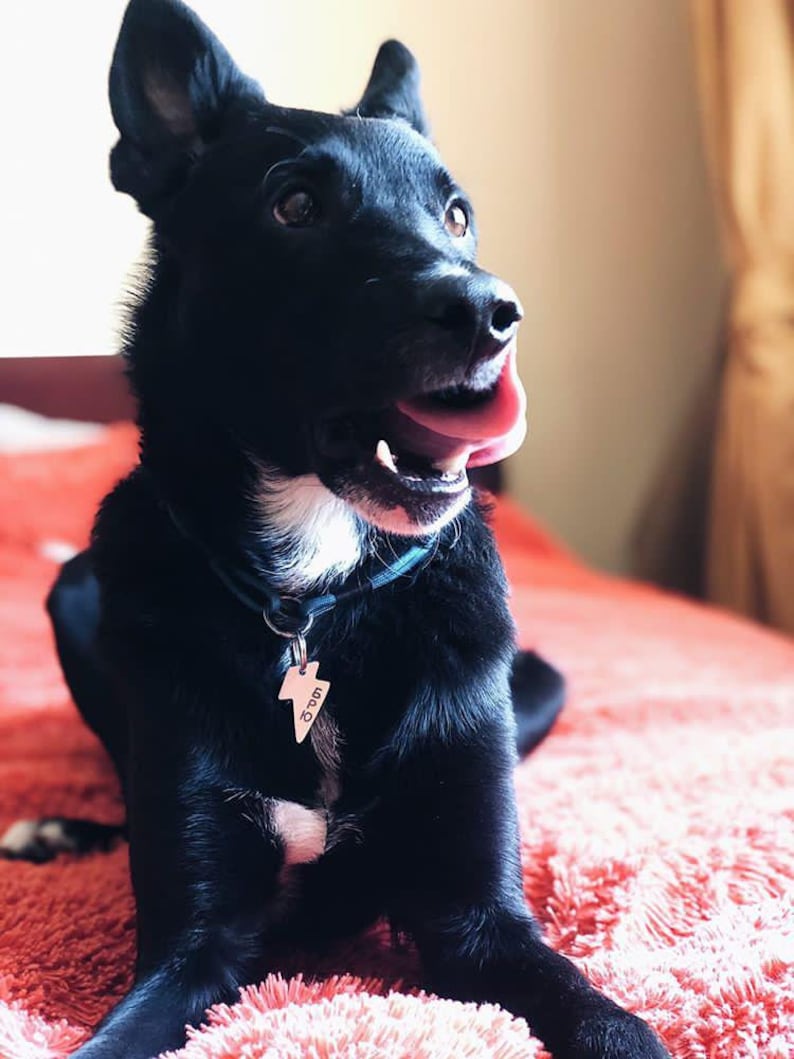 Lightning Dog Tag Flash Tag Zeus Id Tag Thor Tag - Etsy