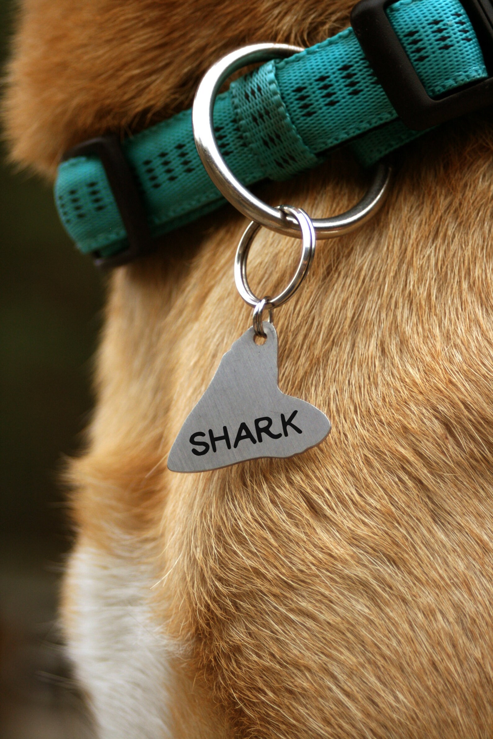 Shark Tooth Dog Tag: Custom Two-sided Pet ID - Etsy