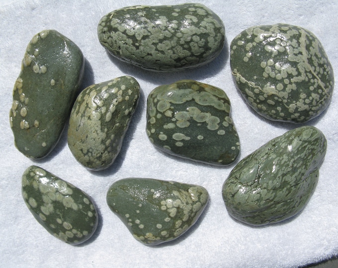 10 Large Turtle Rocks 3"-4", NW Native Rock, Natural and Unique,craft ...