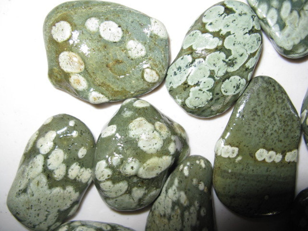 20 Turtle Rocks 1.52 NW Native Rock Natural and - Etsy