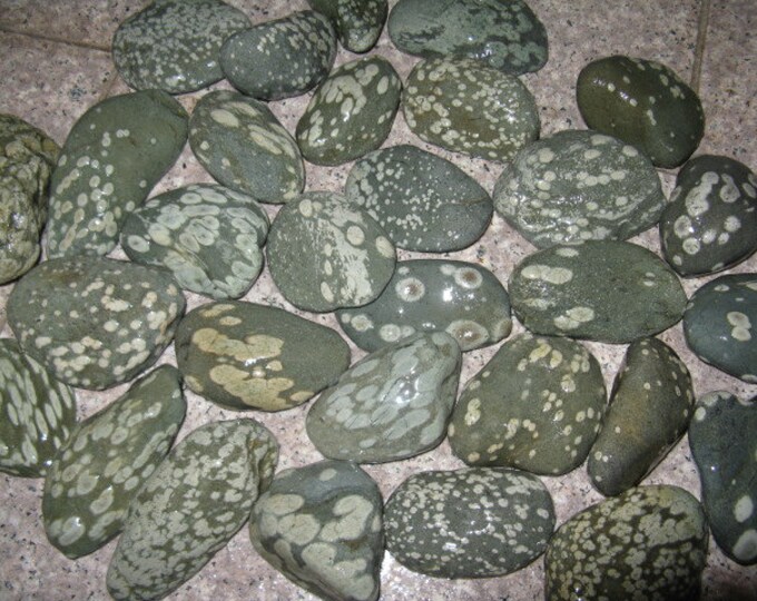 Turtle Rocks, NW Native Rock, Natural and Unique,craft Rock,river Rock ...