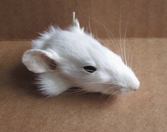 Mummified Animal Head - Etsy