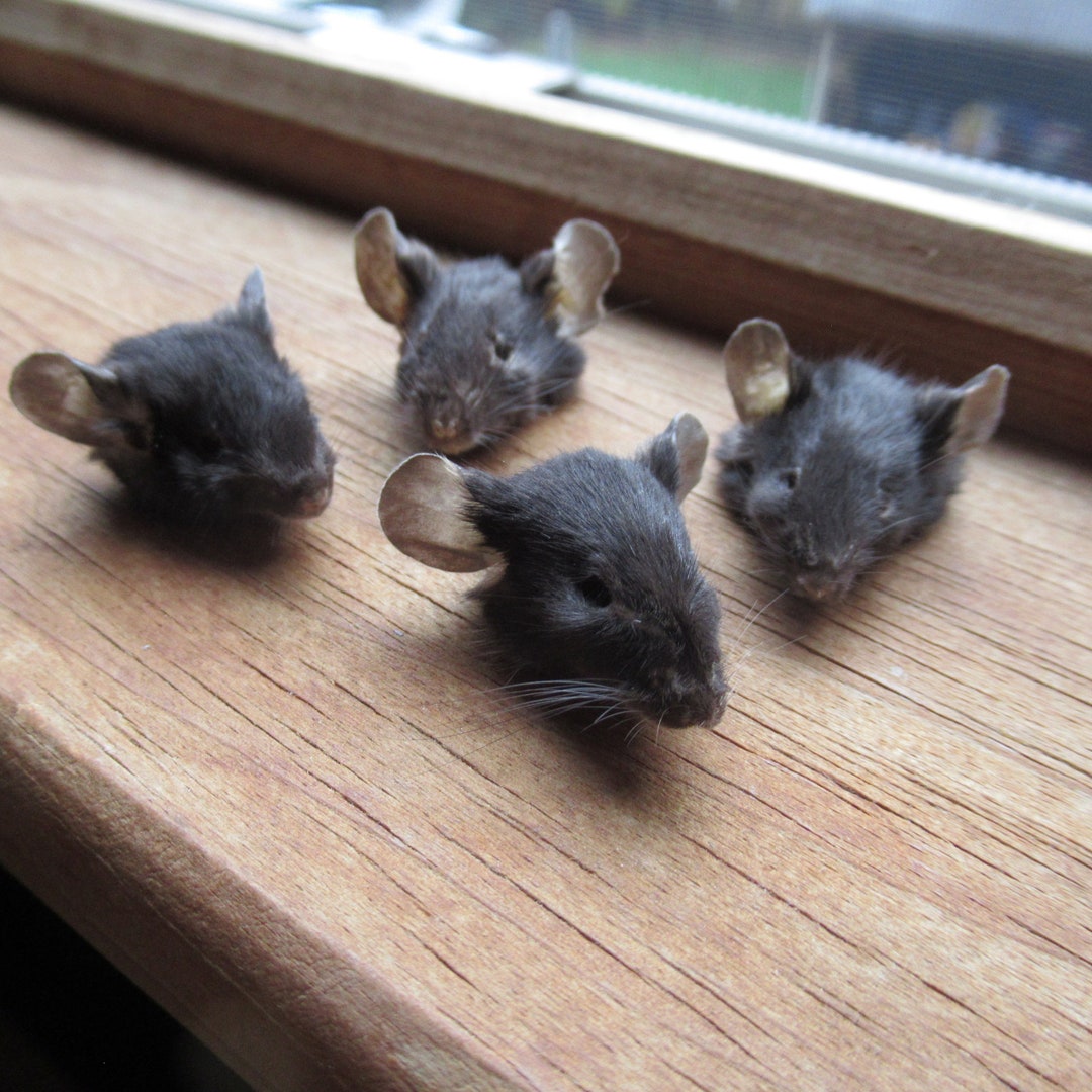 Mummified Black Mouse Head, 1pc, Taxidermy Mouse, Real Animal Mummy - Etsy