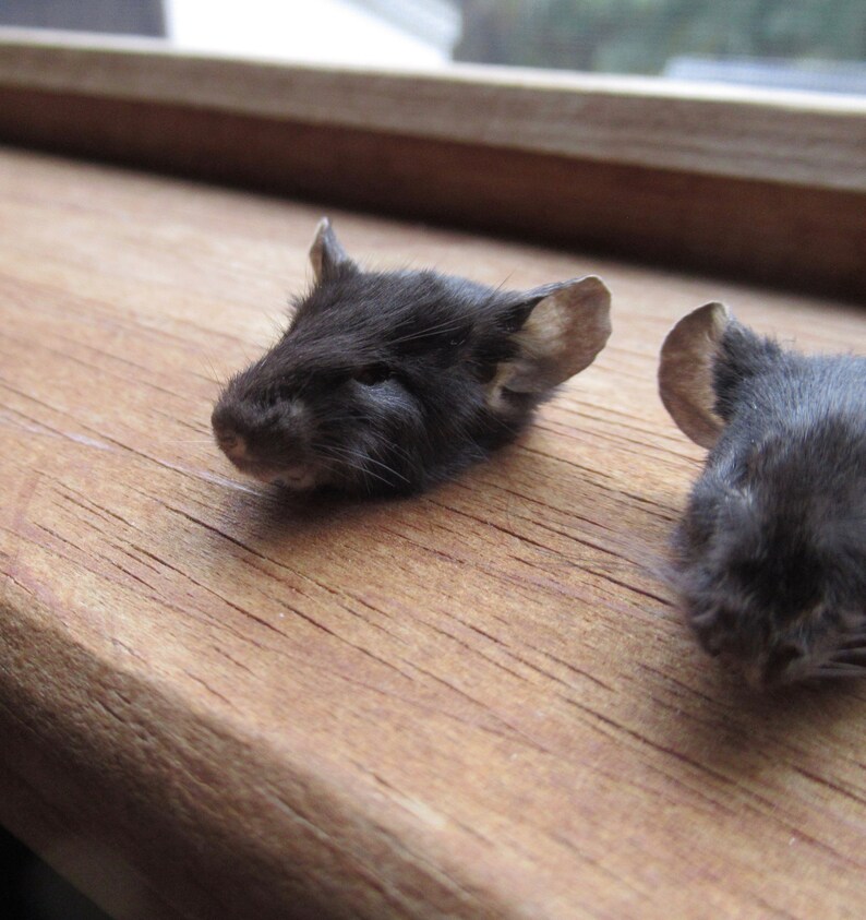Mummified Black Mouse Head, 1pc, Taxidermy Mouse, Real Animal Mummy - Etsy