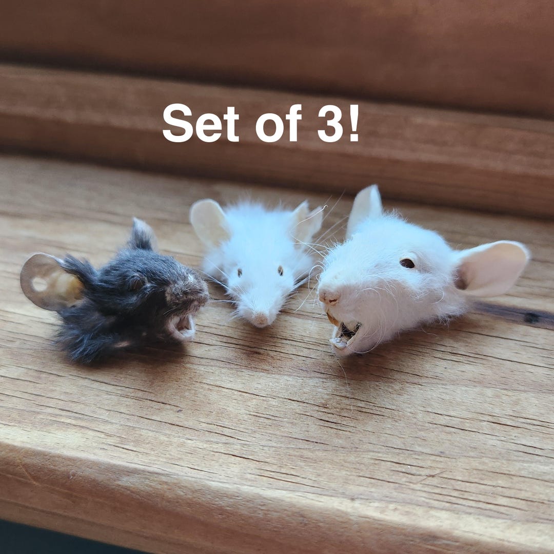 Mummified Rat and Mouse Heads, Group of 3 B Qualities - Etsy