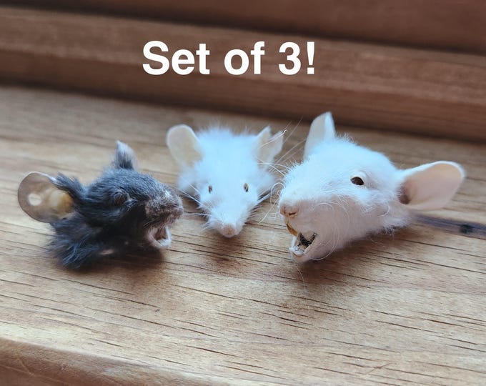 Mummified Rat and Mouse Heads, Group of 3 B Qualities - Etsy